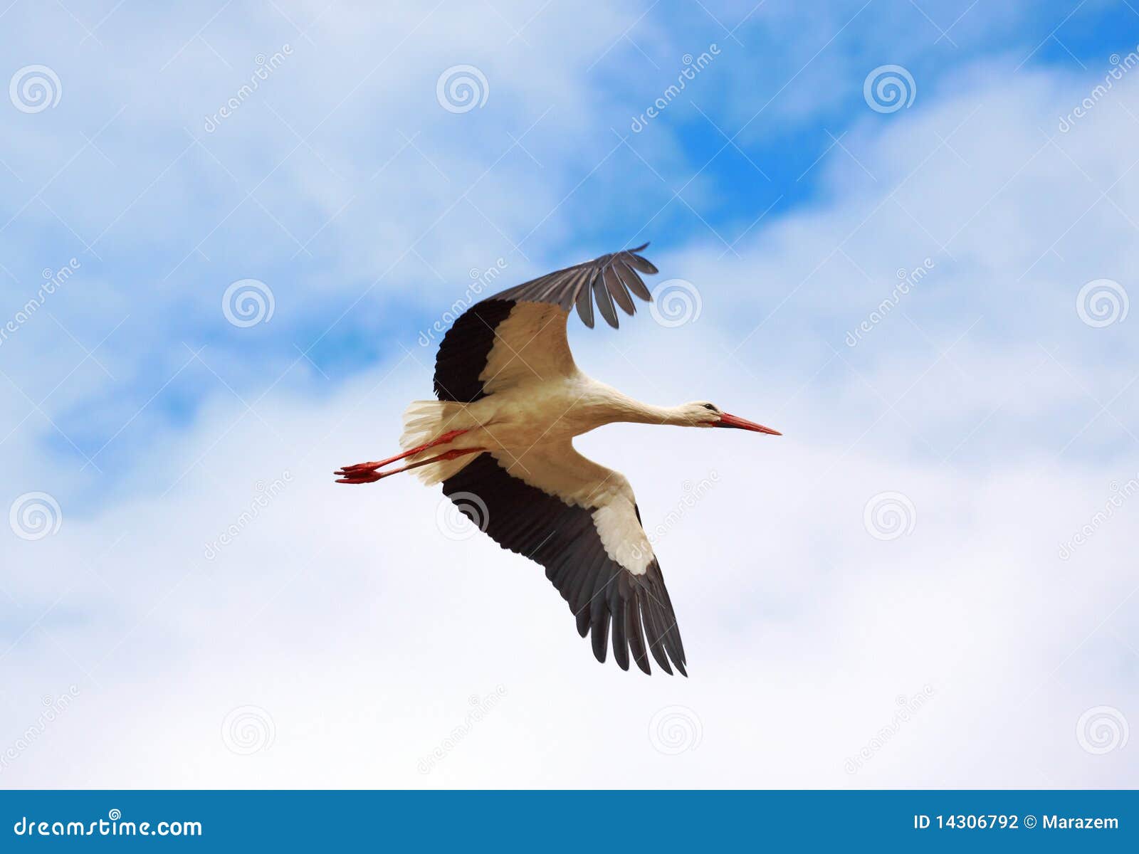 Flying stork stock photo. Image of migration, nest, poetry - 14306792