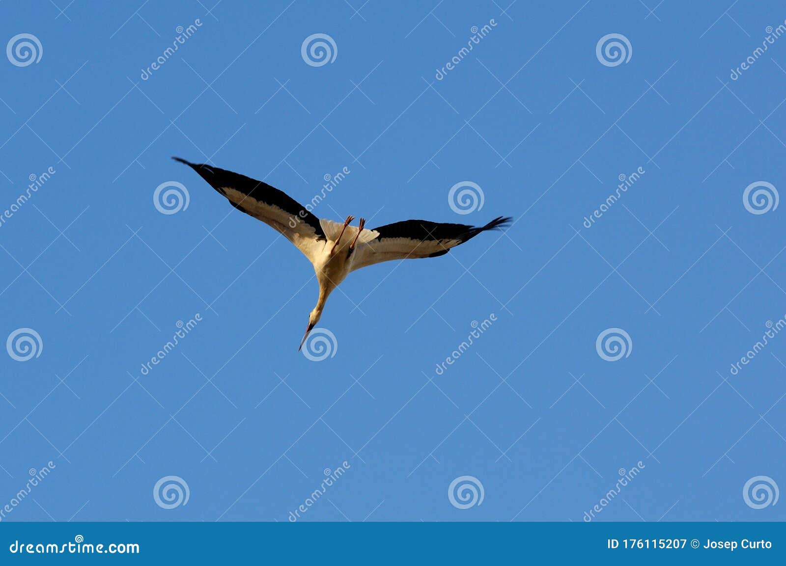 Flying stork stock image. Image of arrival, stork, people - 176115207