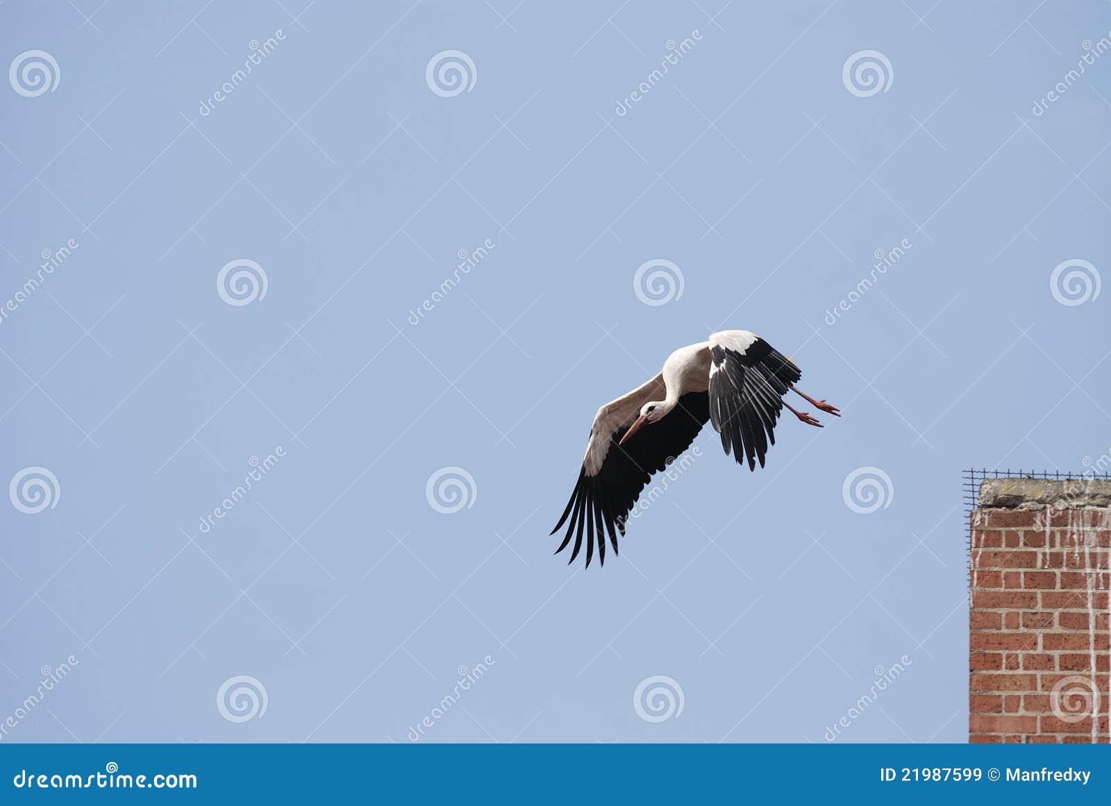 Flying stork stock image. Image of animal, wildlife, wing - 21987599