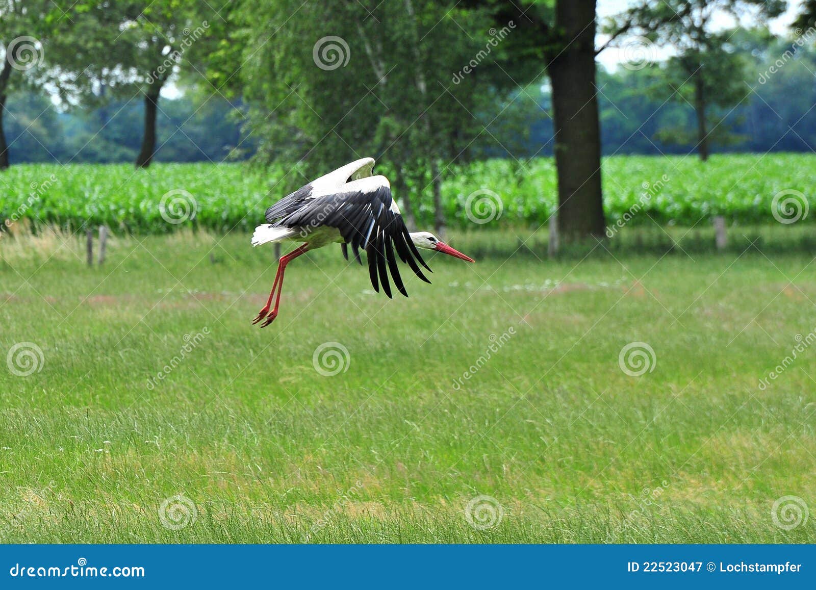 Flying stork stock image. Image of food, looking, stork - 22523047