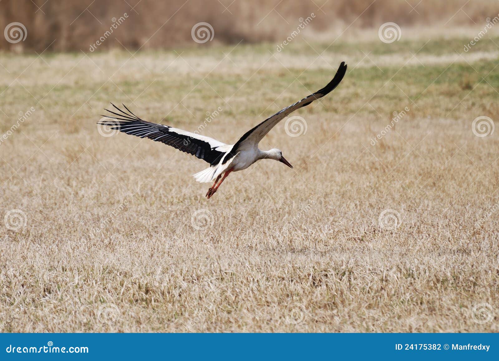 Flying Stork stock photo. Image of wing, nature, field - 24175382