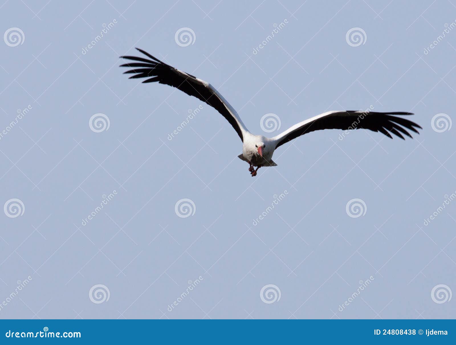 A flying stork stock photo. Image of adult, birdwatching - 24808438