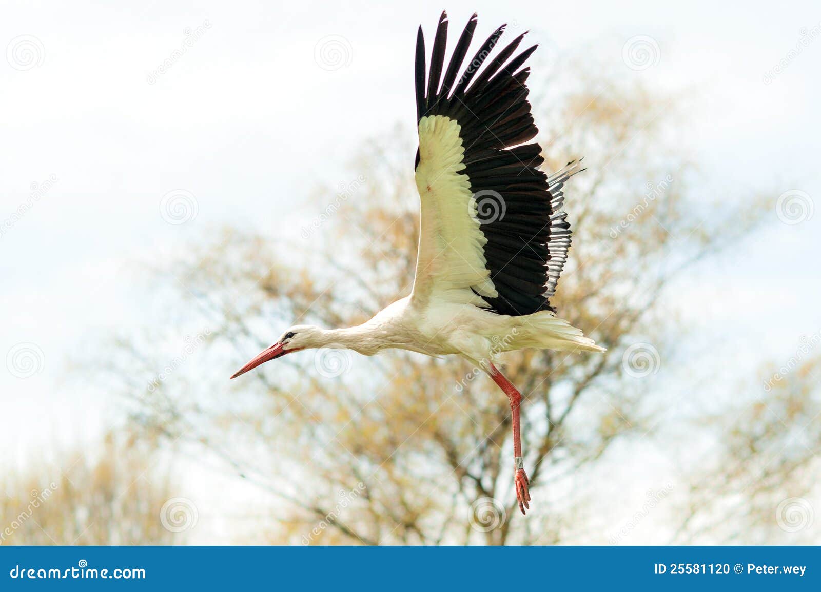 Flying stork stock photo. Image of outdoor, ciconia, single - 25581120
