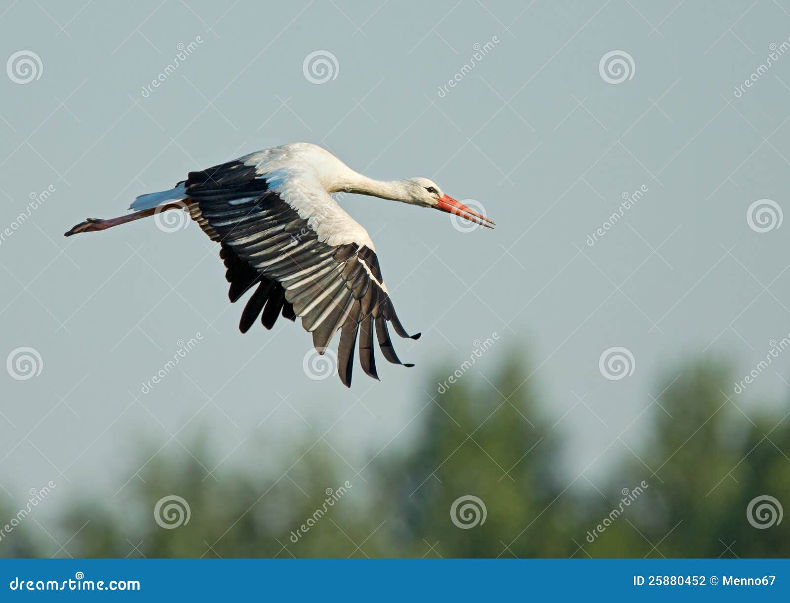 Flying Stork Stock Photography - Image: 25880452