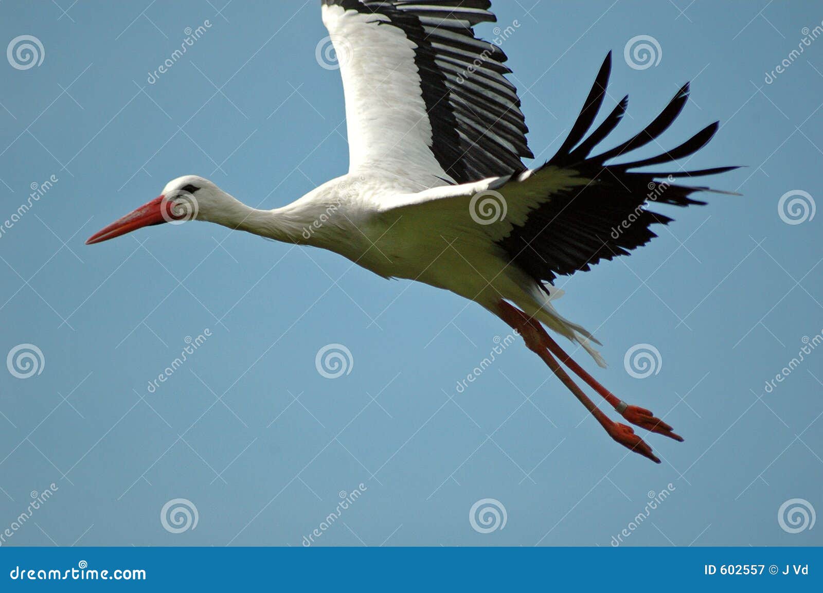 Flying stork stock image. Image of stork, reproduction - 602557