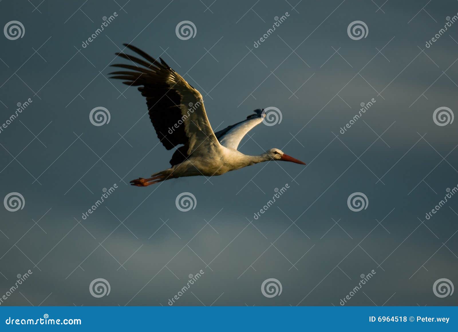Flying stork stock photo. Image of wings, dark, wildlife - 6964518