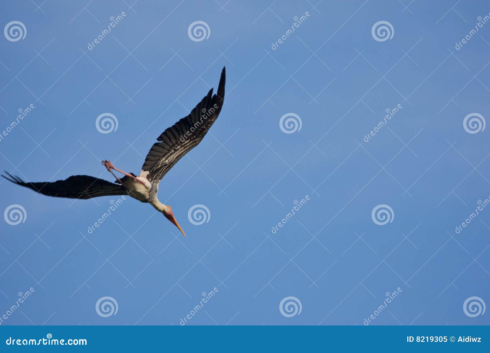 Flying stork stock image. Image of blue, bird, wild, freedom - 8219305