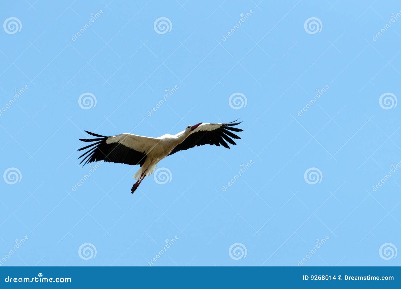 Flying stork stock photo. Image of wildlife, proud, wings - 9268014