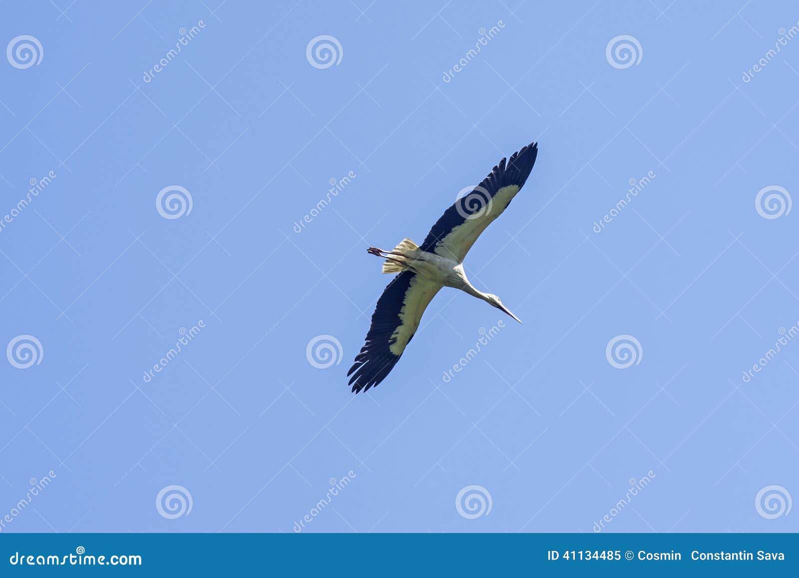 Flying stork stock image. Image of blue, environment - 41134485