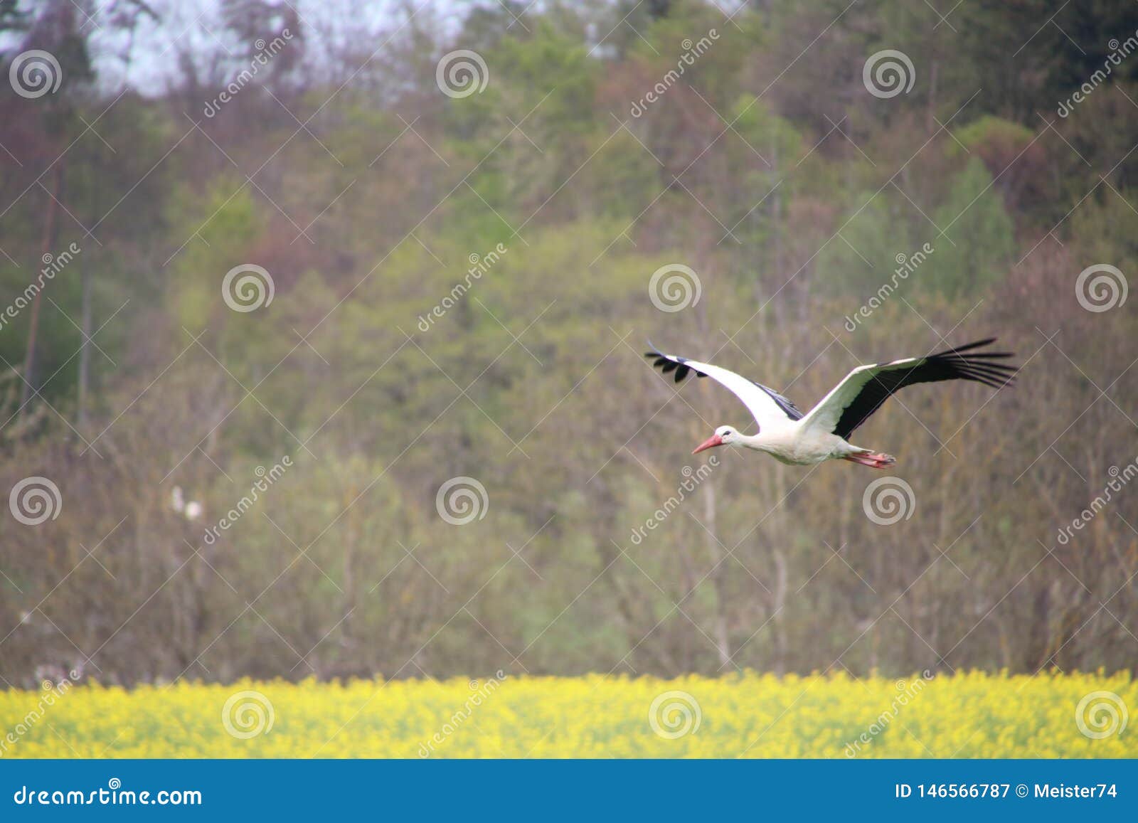 Flying stork stock image. Image of agriculture, animal - 146566787