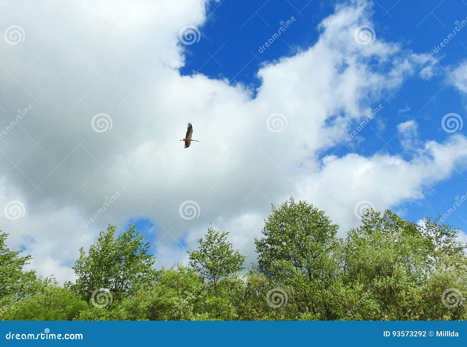 Flying Stork Bird, Lithuania Stock Photo - Image of cloudy, animal ...