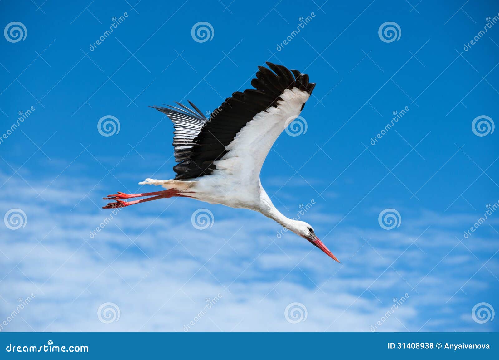 Flying stork stock photo. Image of bird, flying, storch - 31408938