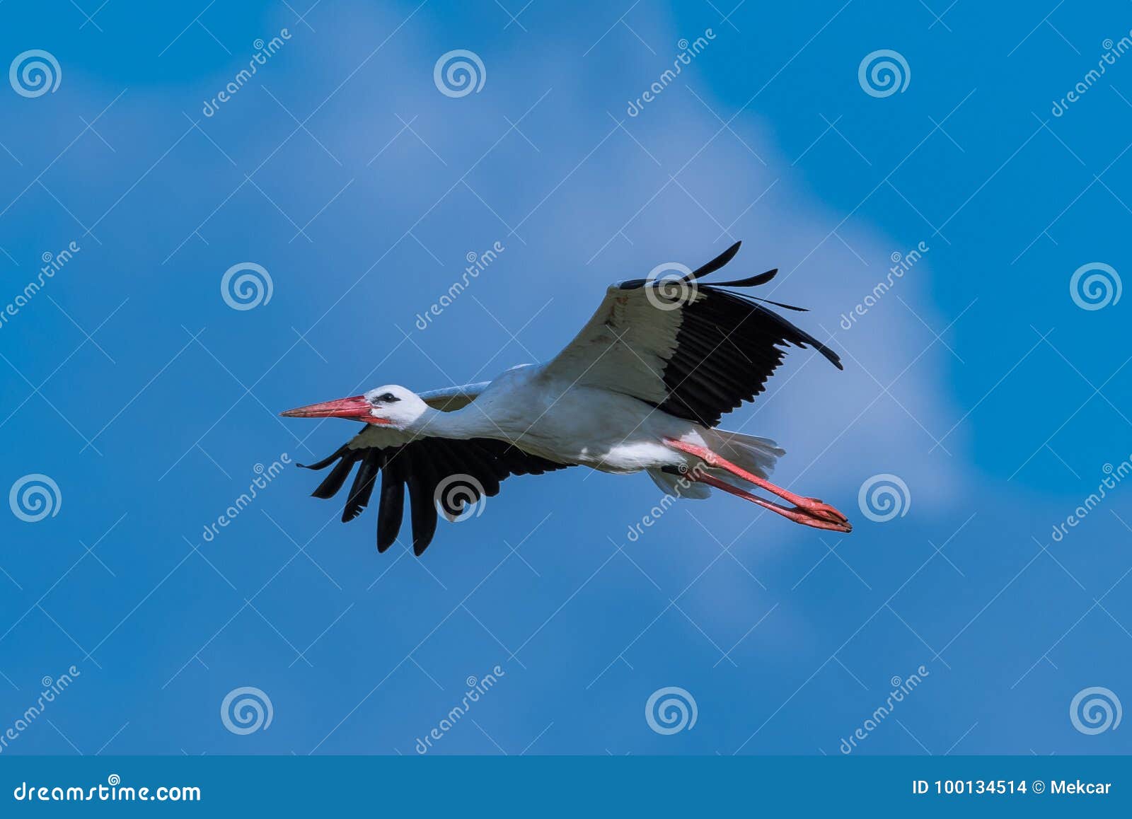 Flying stork stock photo. Image of feather, green, nest - 100134514