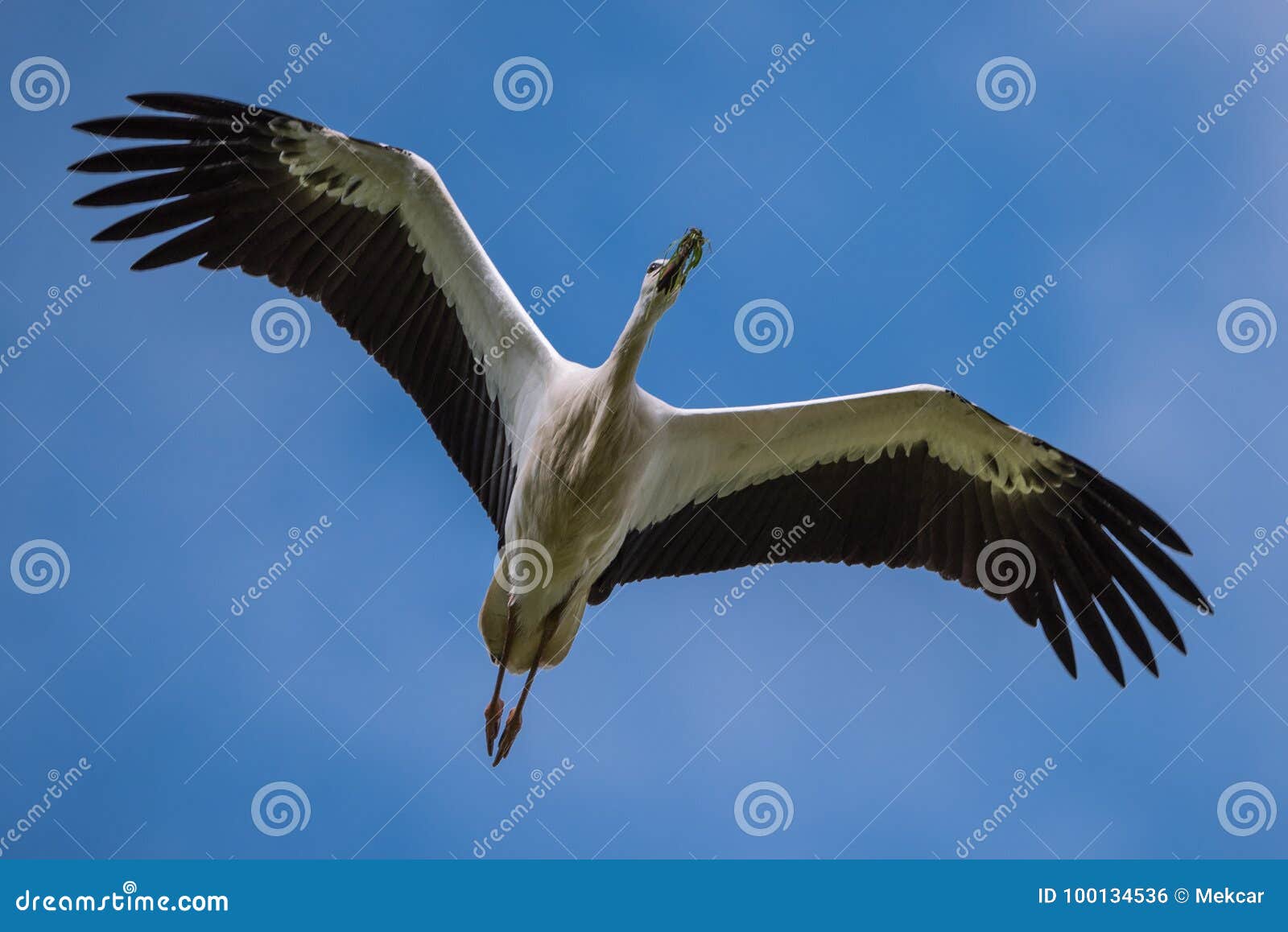 Flying stork stock photo. Image of green, bird, white - 100134536