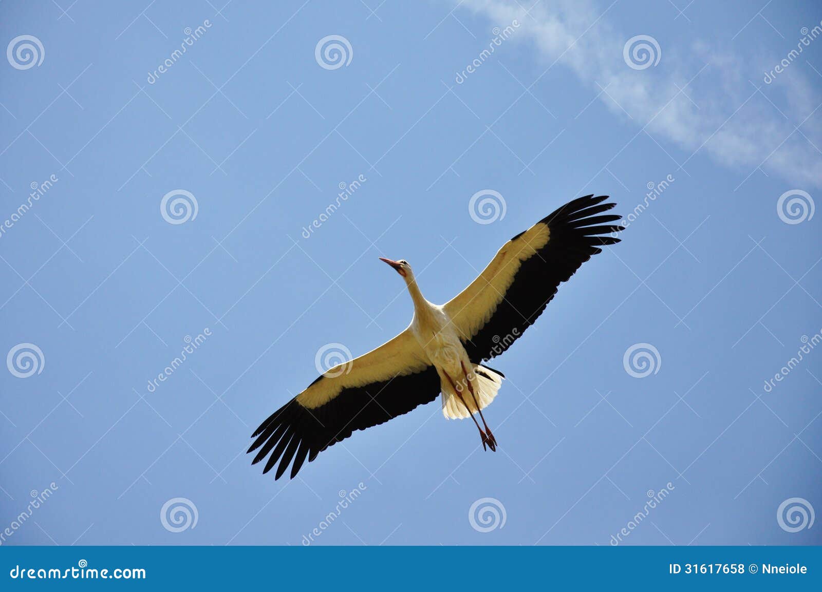 A flying stork stock photo. Image of avian, feather, broad - 31617658