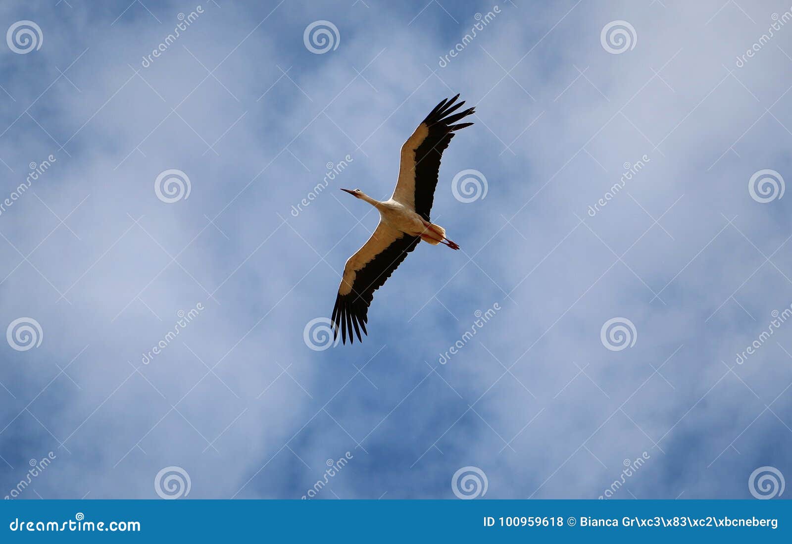 Flying stork at the sky stock photo. Image of large - 100959618