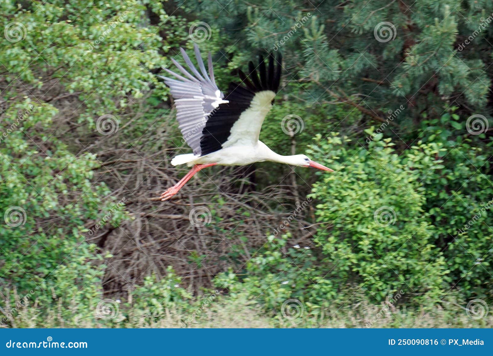 Flying Stork, Trees on Second Plan Stock Photo - Image of outdoors ...