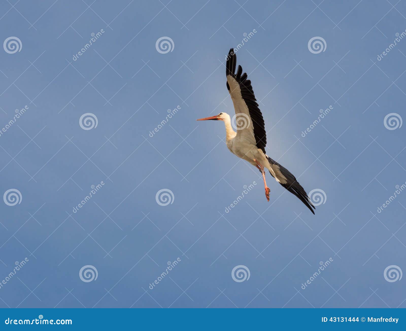 Flying Stork stock photo. Image of flight, feather, stork - 43131444