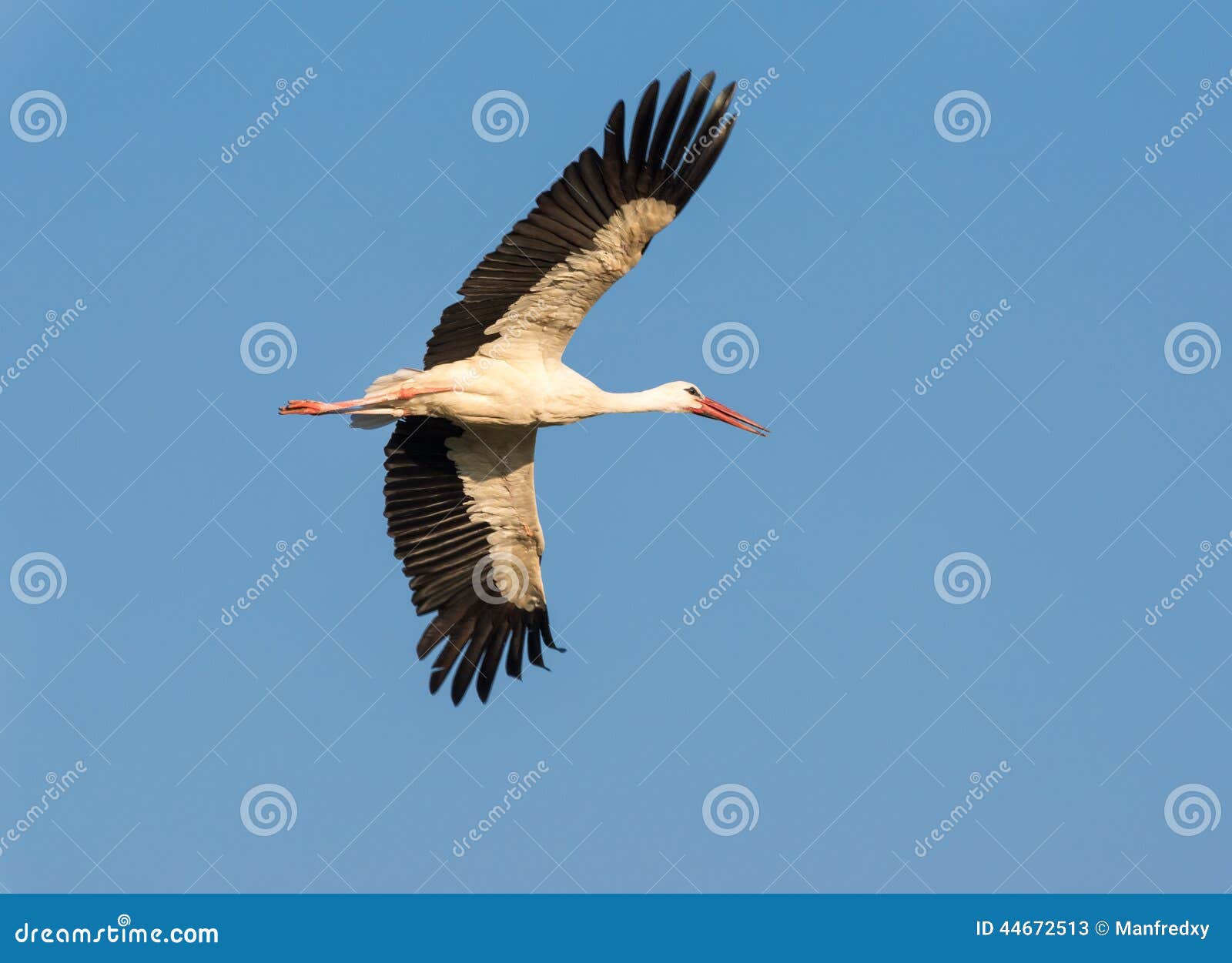 Flying Stork stock image. Image of feathers, wings, plumage - 44672513
