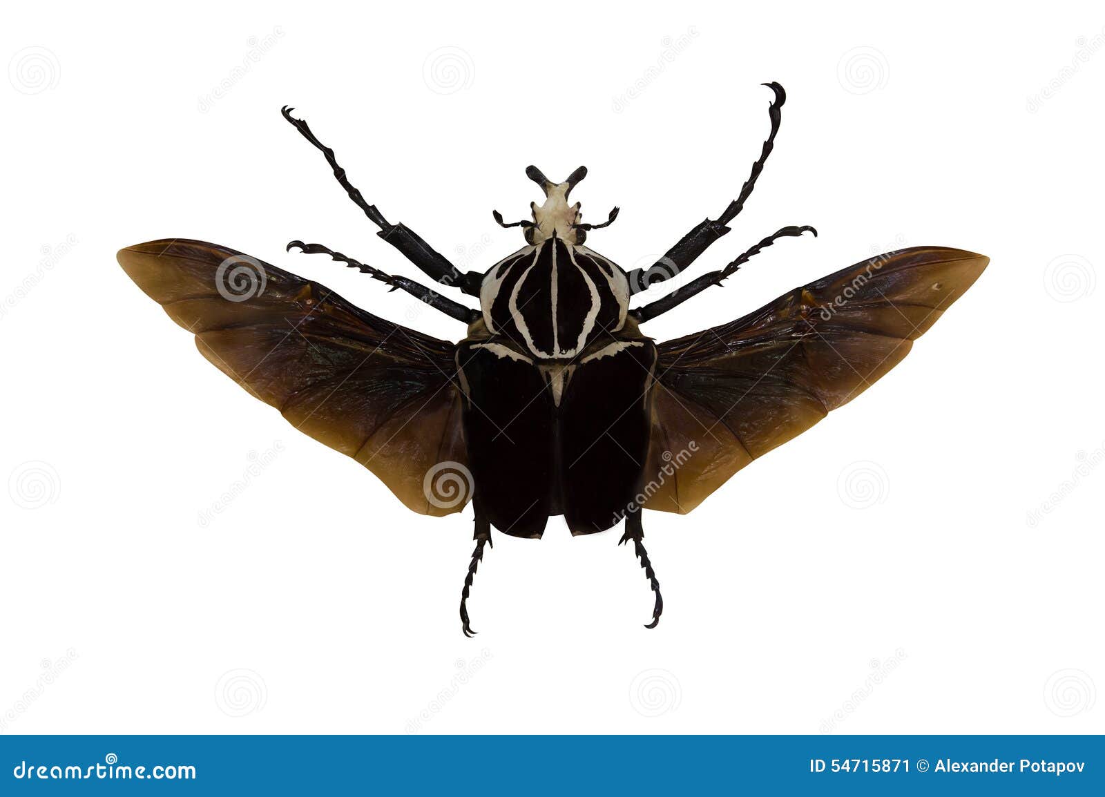 Flying Striped Bug Isolated on White Stock Image - Image of single ...