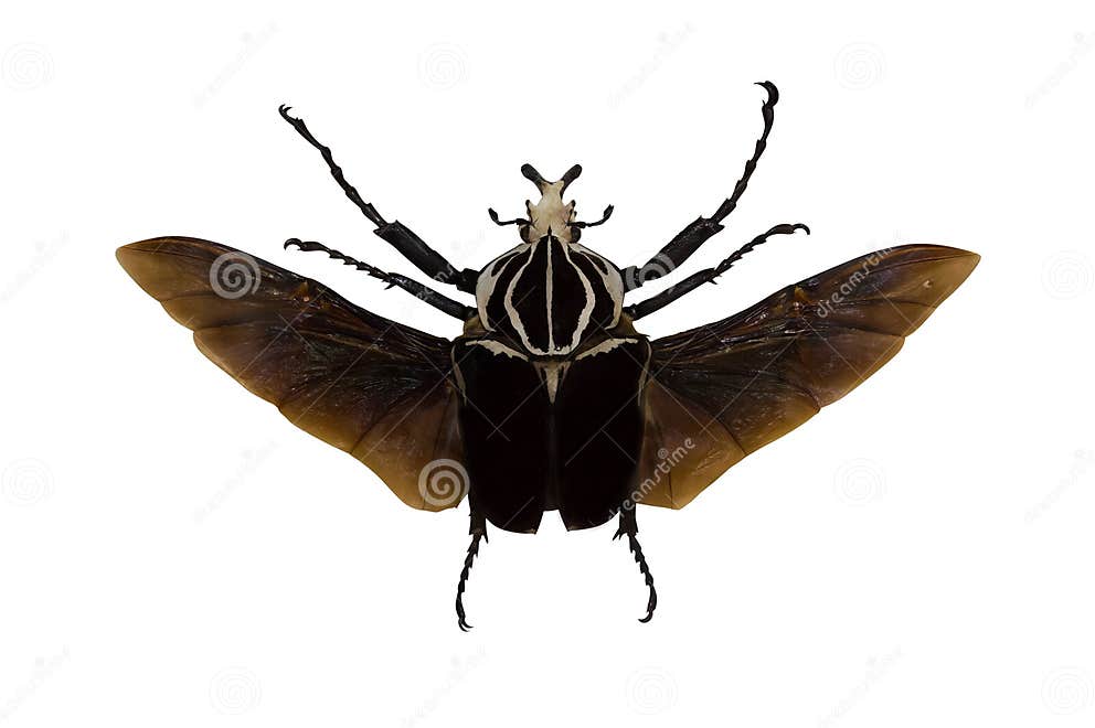 Flying Striped Bug Isolated on White Stock Image - Image of single ...