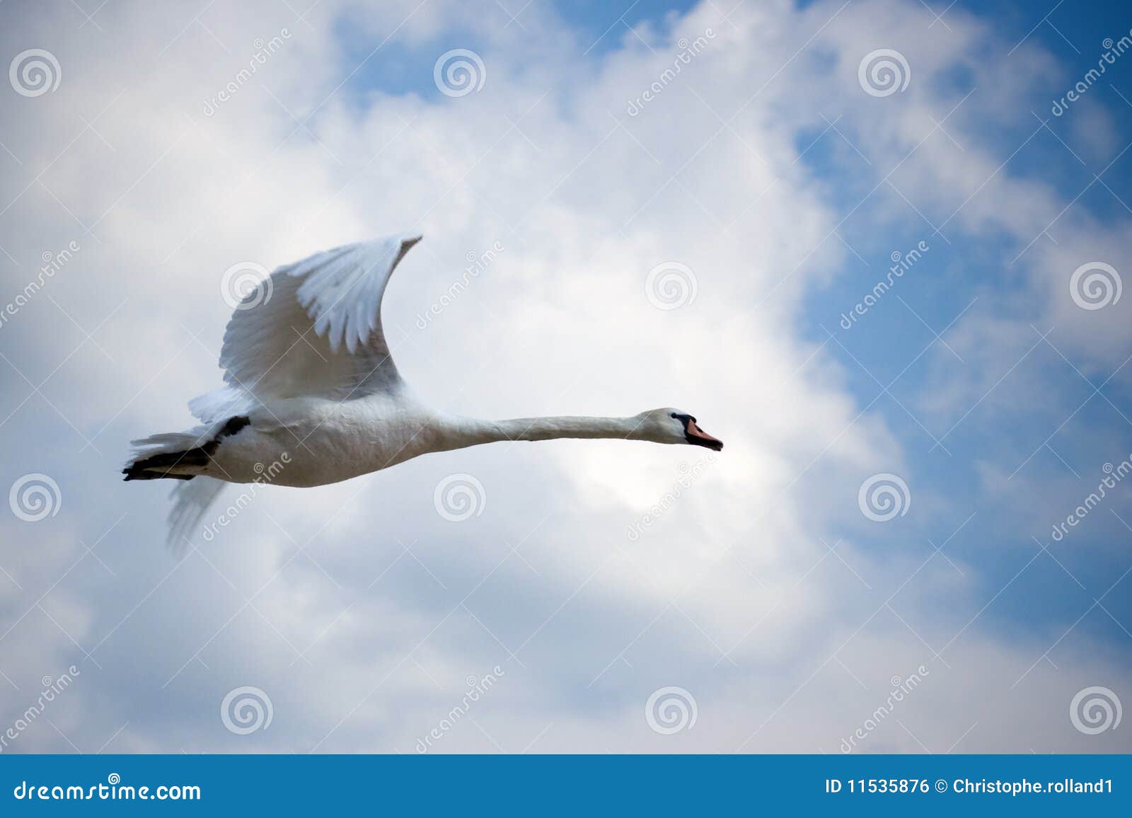 Flying swan stock photo. Image of animals, orange, logo - 11535876