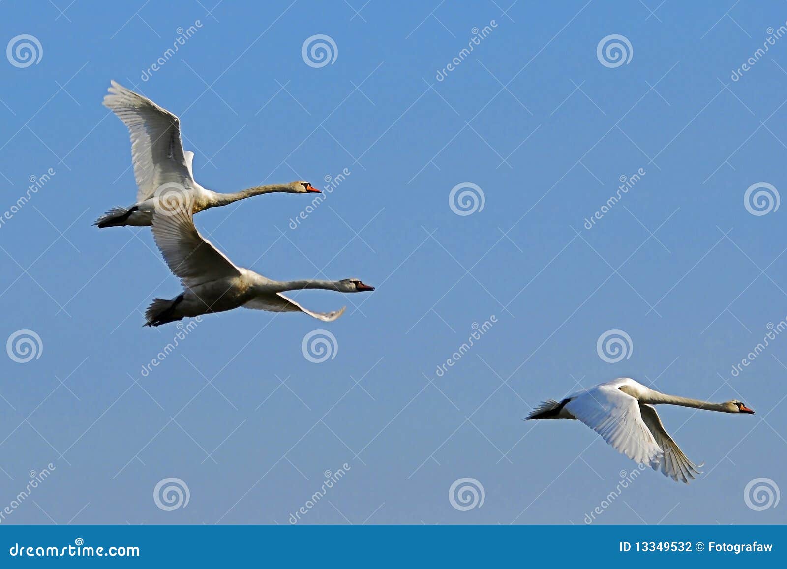 Flying swan stock photo. Image of spring, glide, bird - 13349532