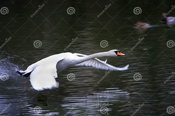 Flying Swan stock photo. Image of spread, flight, fowl - 2142280