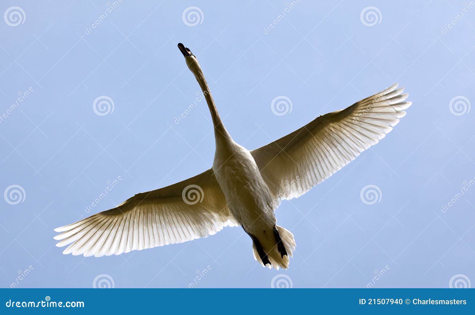 Flying Swan stock photo. Image of majestic, blue, grace - 21507940