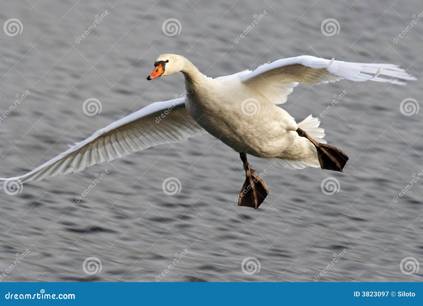 Flying Swan Family Stock Photography | CartoonDealer.com #17512382