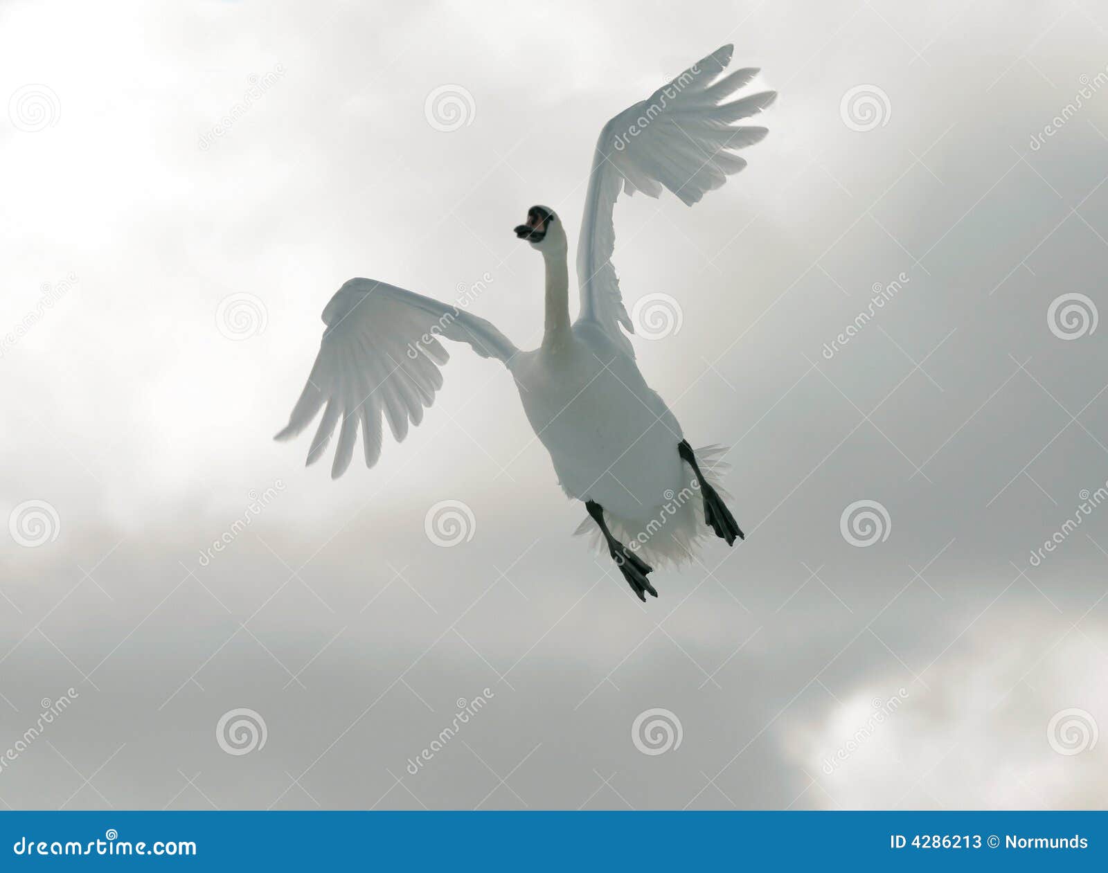 Flying Swan Family Stock Photography | CartoonDealer.com #17512382