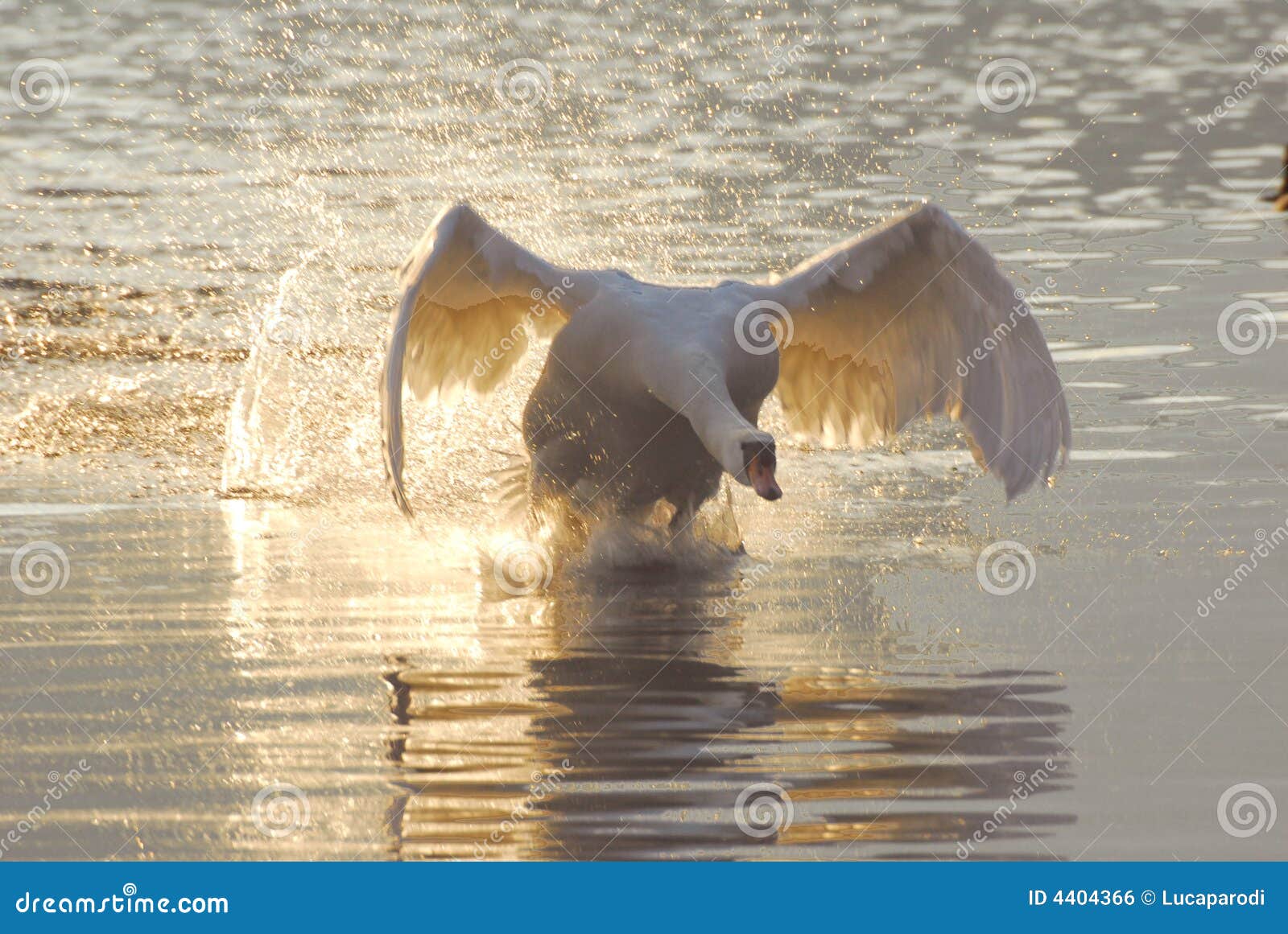 Flying swan stock photo. Image of como, sunrise, lago - 4404366