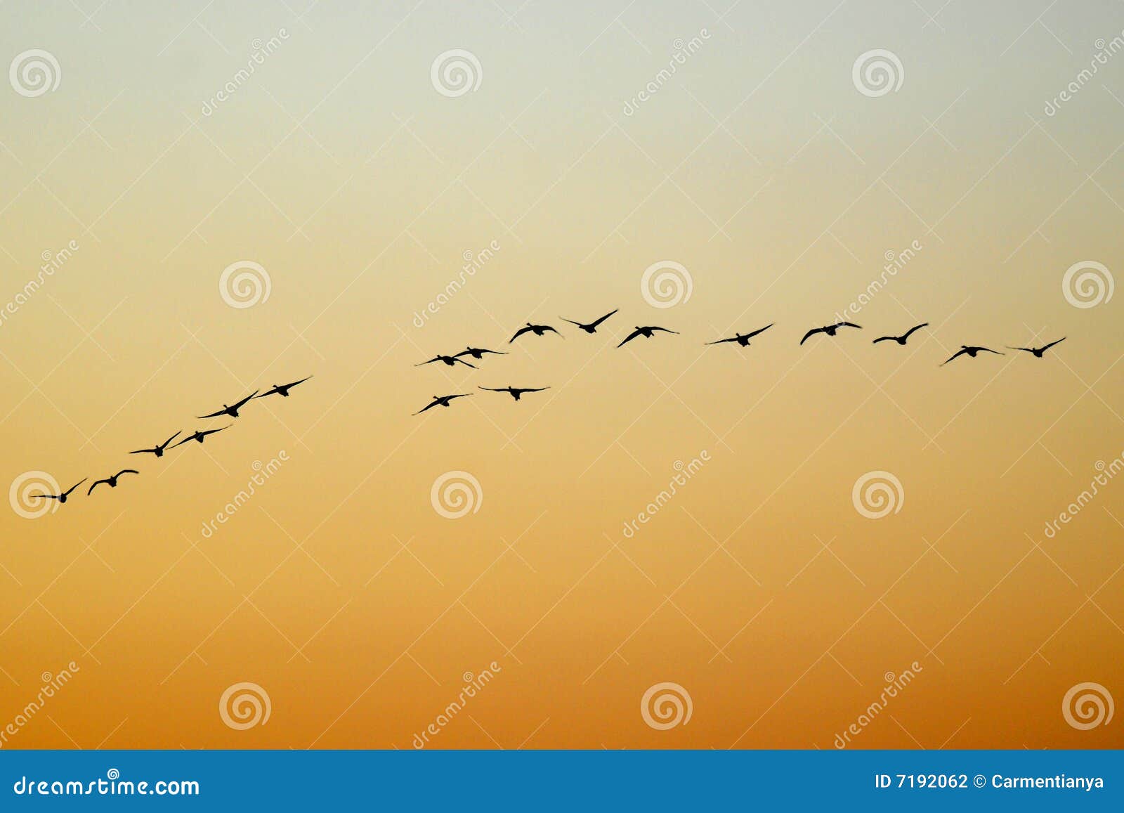 Flying swan stock photo. Image of animal, dawn, shadow - 7192062