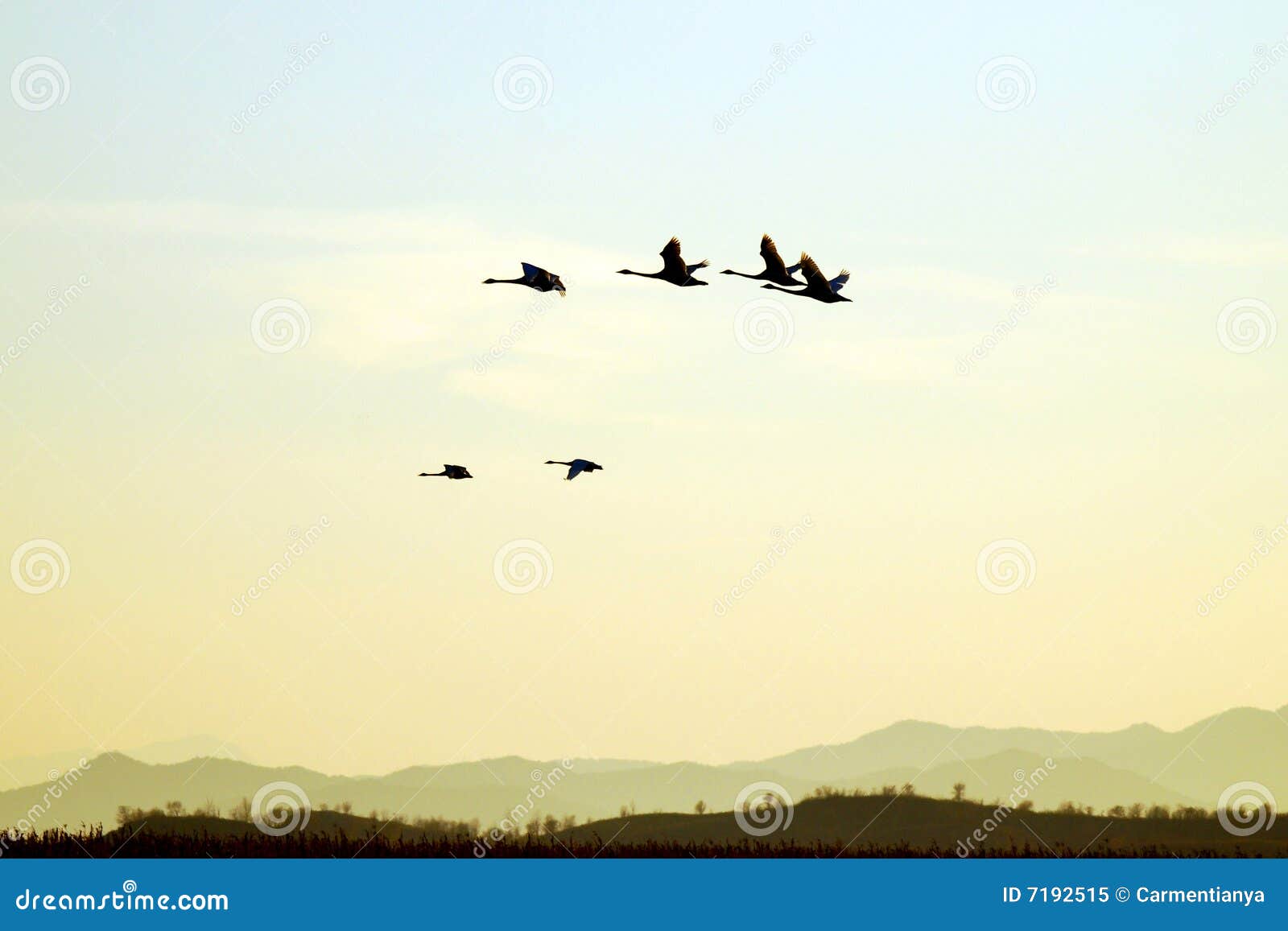 Flying swan stock image. Image of sundown, contour, colourful - 7192515