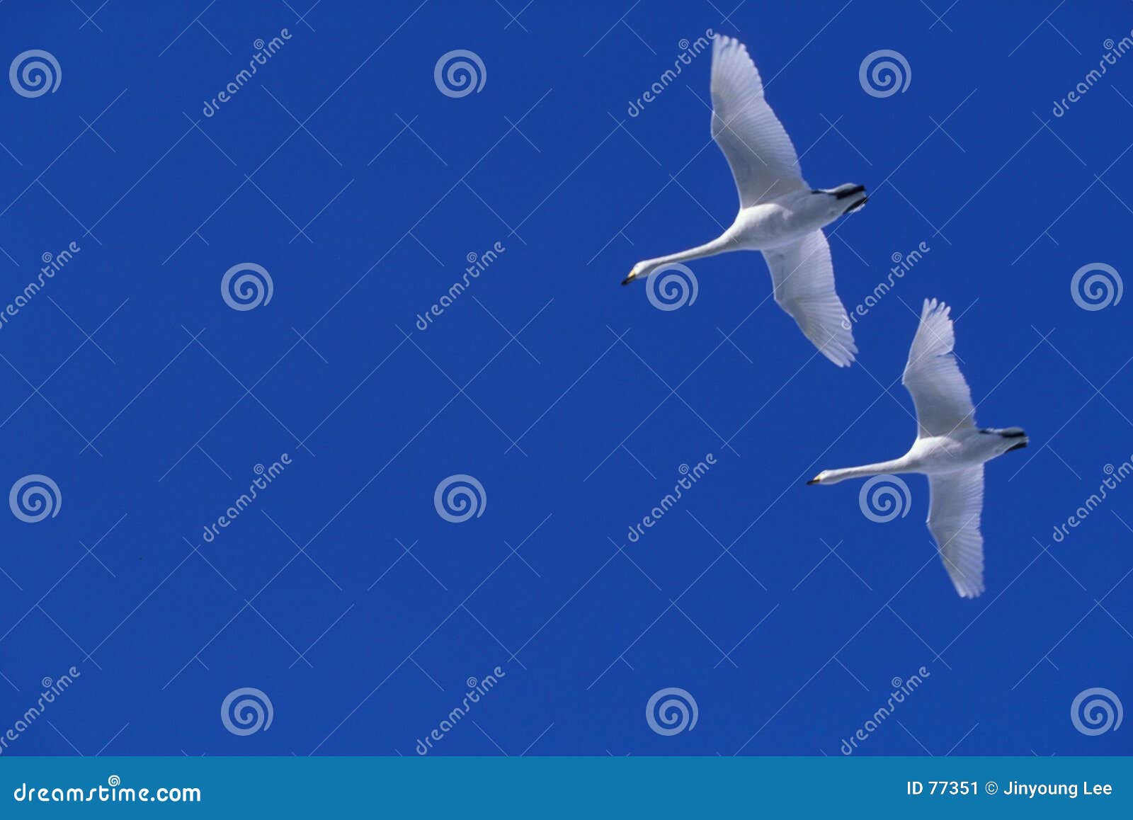 Flying Swan stock image. Image of daytime, season, flying - 77351