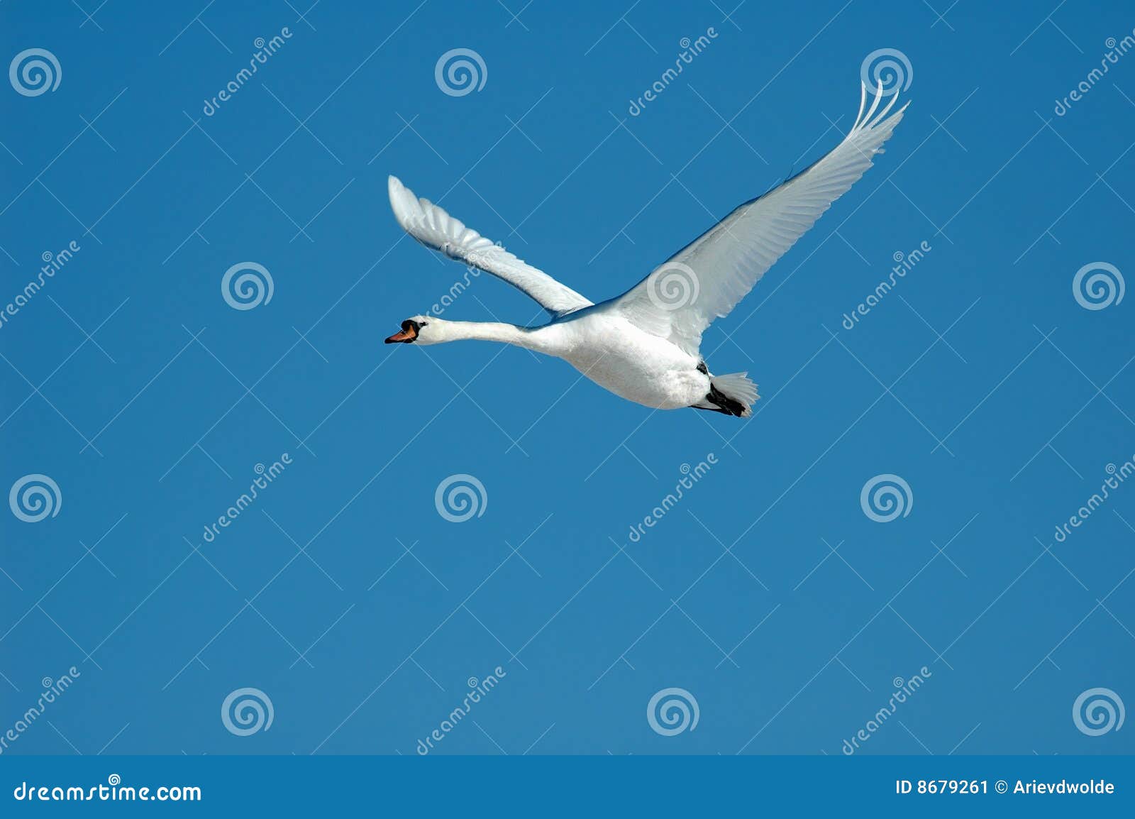 Flying swan stock image. Image of flight, bird, wildfowl - 8679261