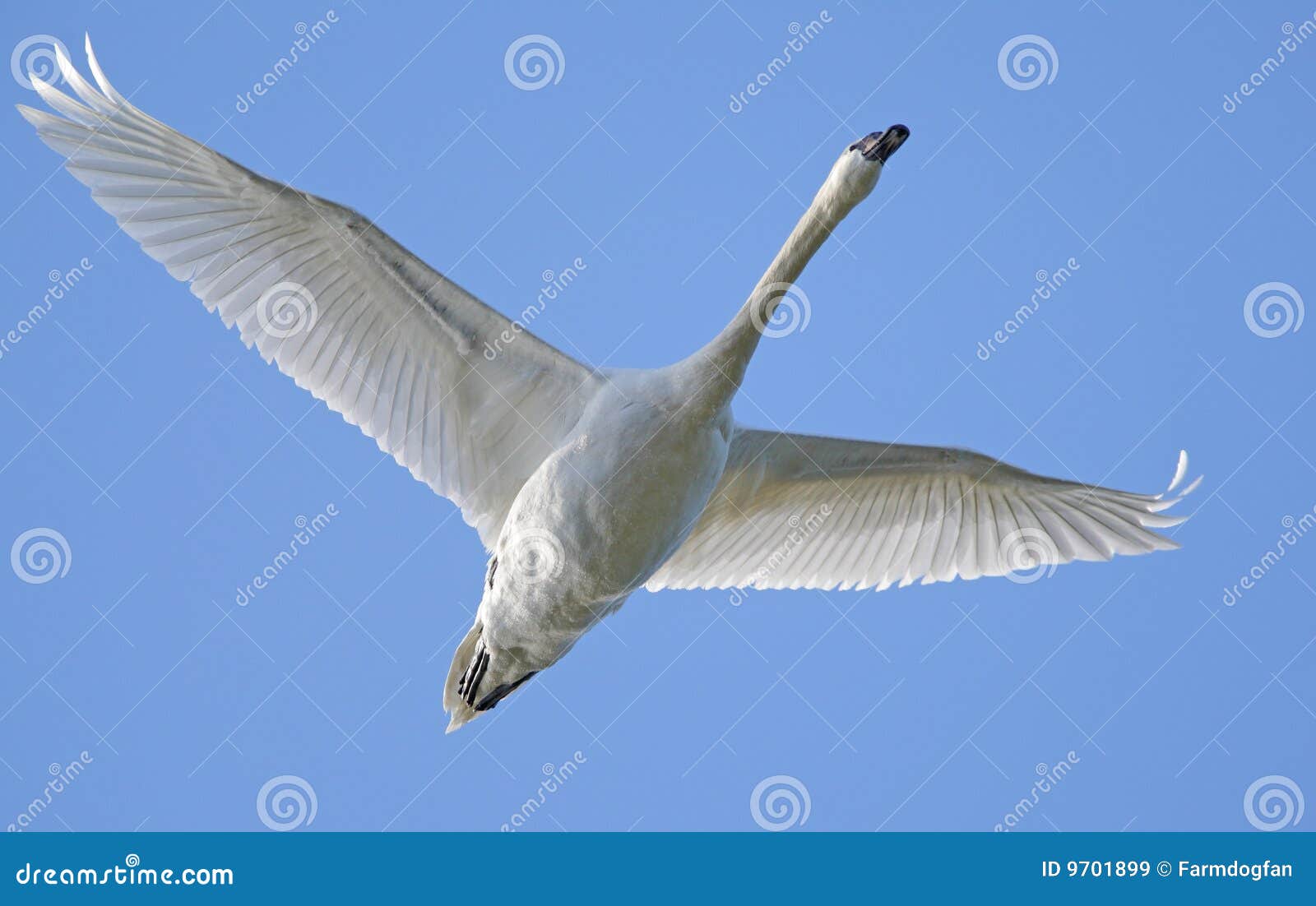 Flying Swan stock image. Image of swan, beak, flying, feathers - 9701899