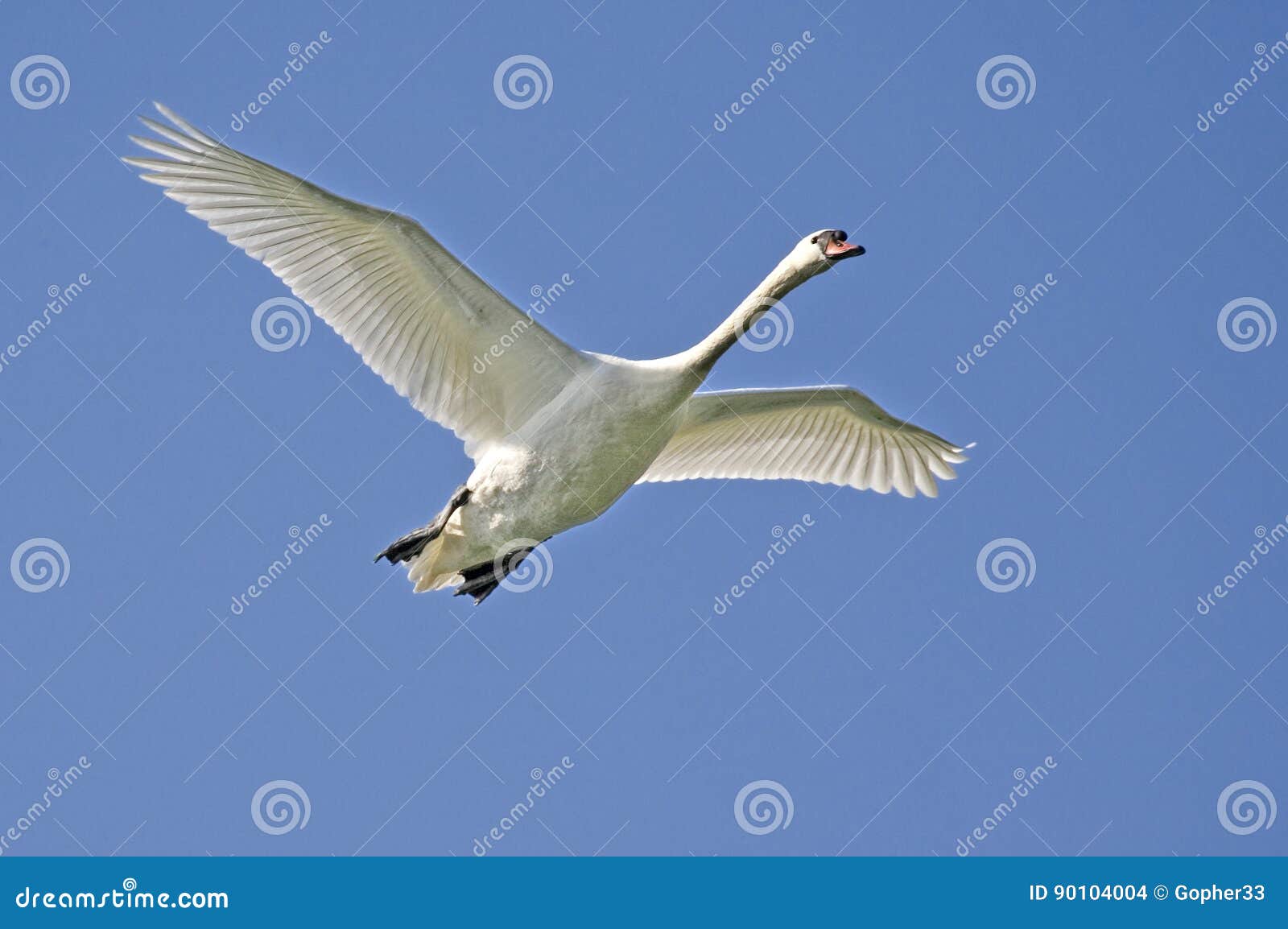 Flying Swan stock photo. Image of cygnus, alone, beautiful - 90104004