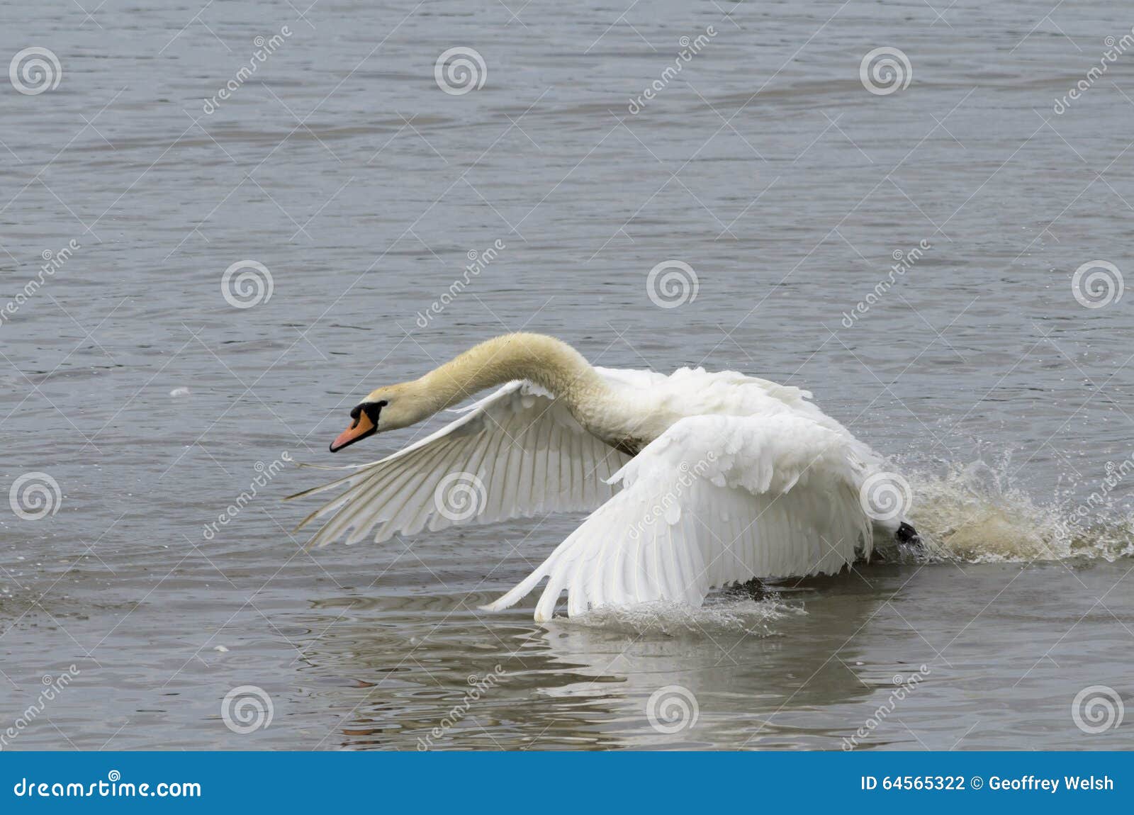 Flying swan stock photo. Image of outdoors, sunny, skimming - 64565322