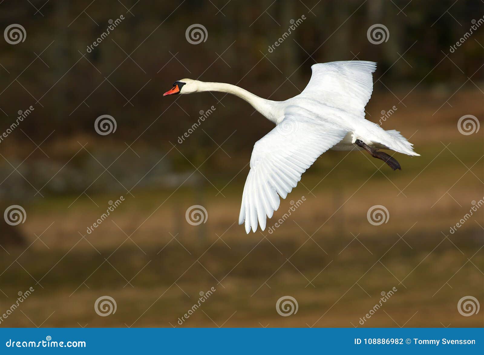 Flying Swan in the Nature,Sweden Stock Photo - Image of sweden ...