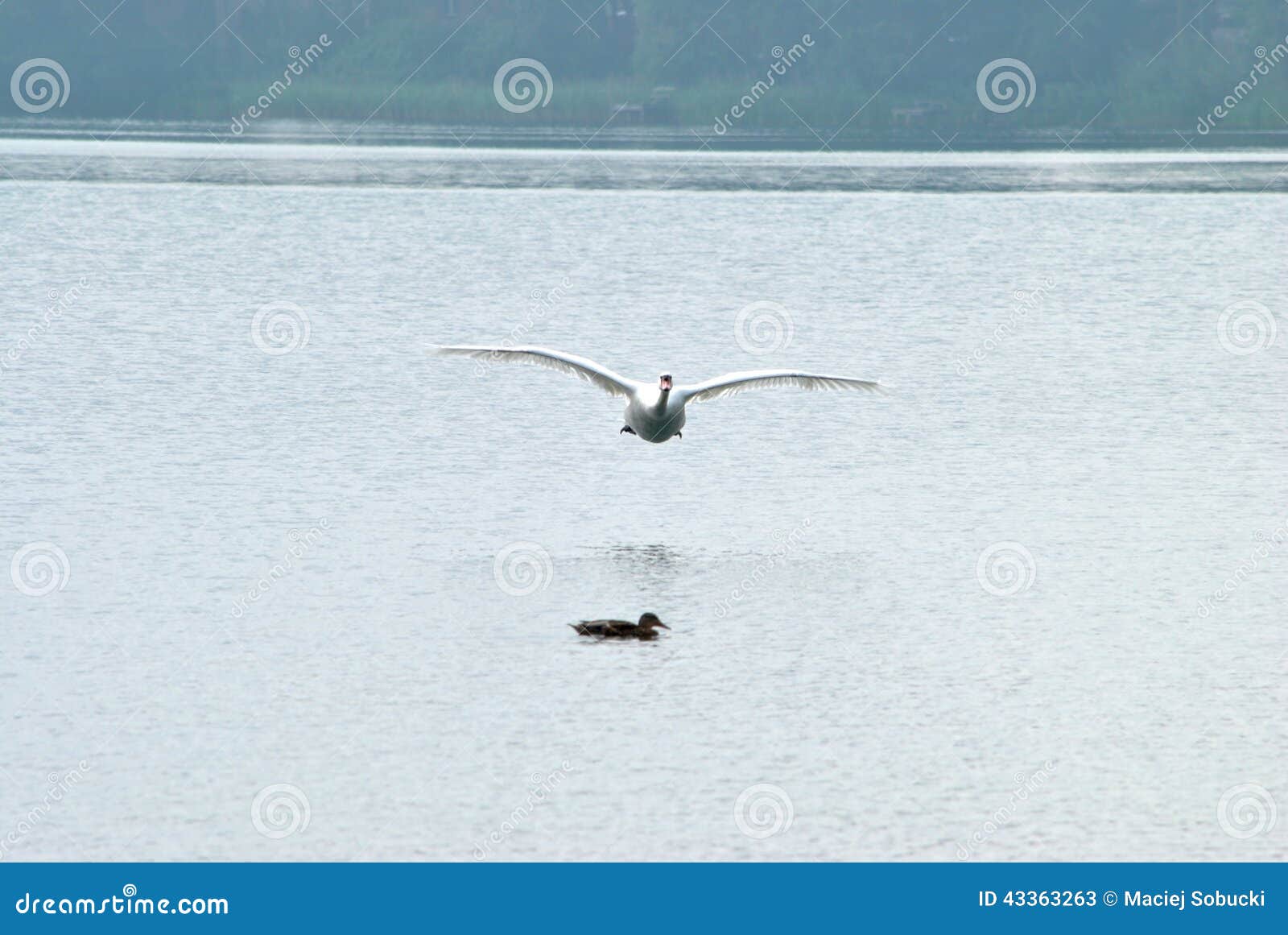 Flying Swan stock image. Image of beatiful, wild, water - 43363263
