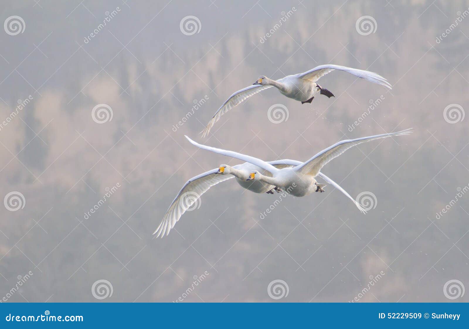 Flying swan stock image. Image of park, peaceful, hokkaido - 52229509