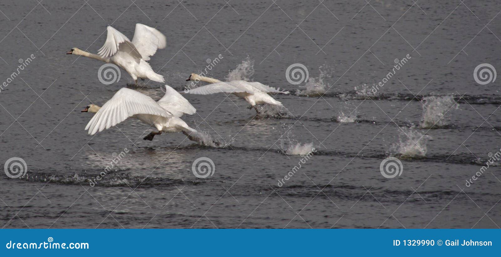 Flying swans stock photo. Image of flying, taking, coquet - 1329990