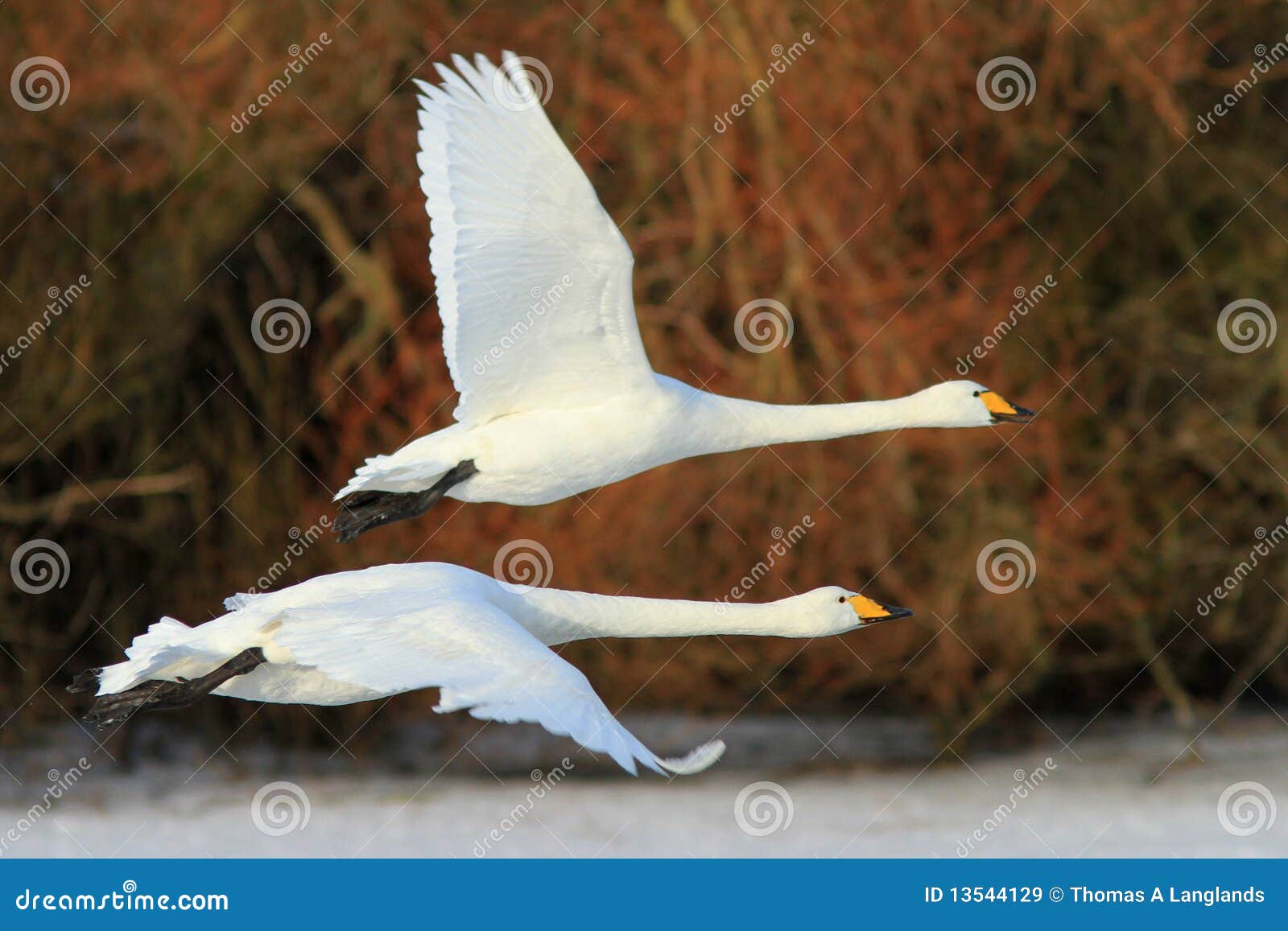 Flying with the Swans stock image. Image of migratory - 13544129