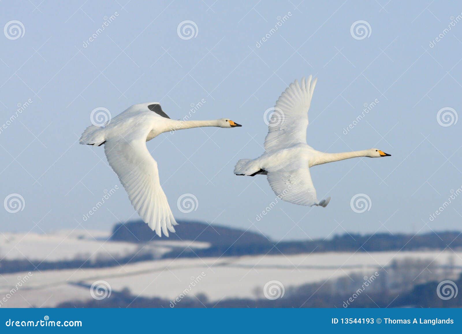 Flying with the Swans stock image. Image of horizontal - 13544193