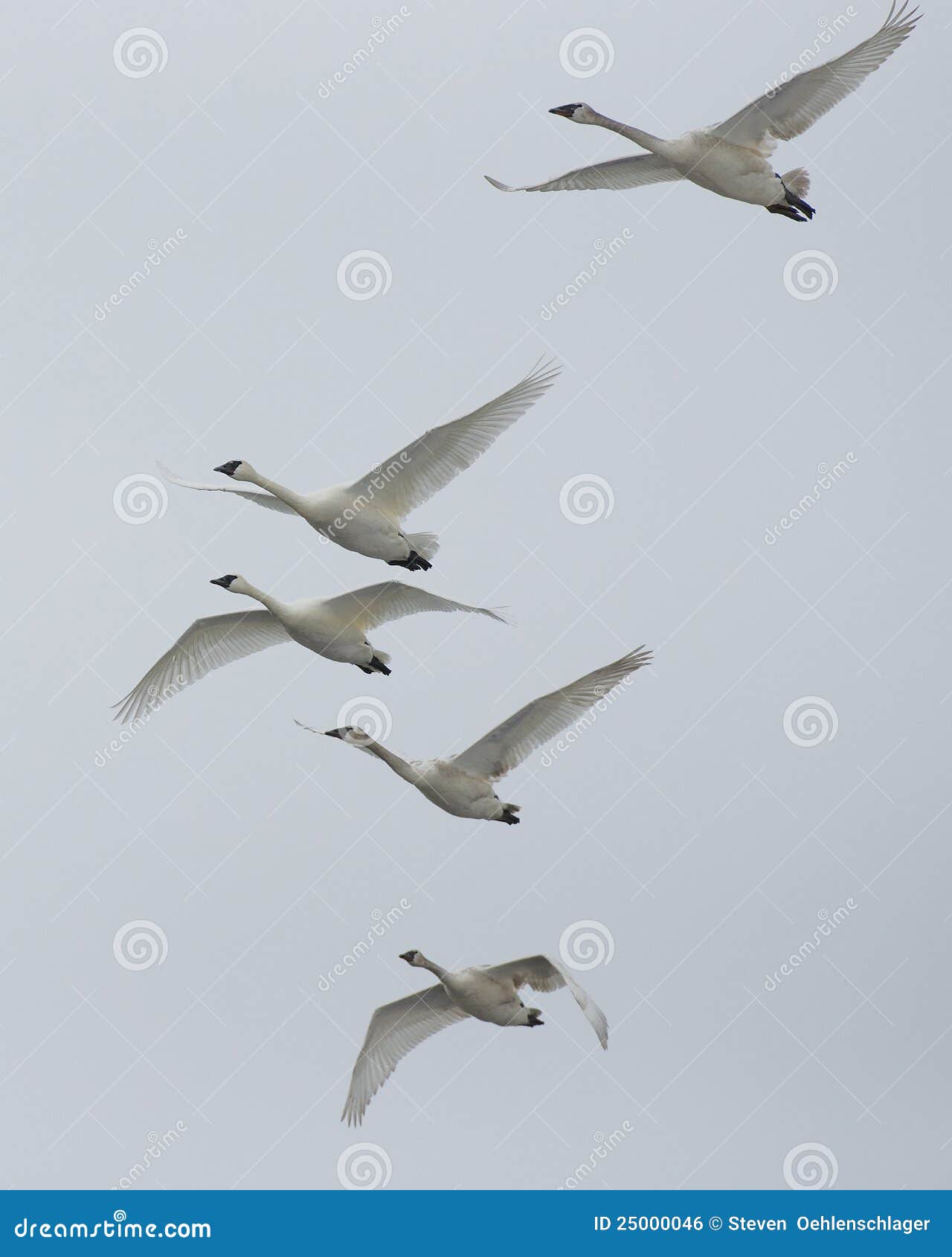 Flying Swans stock photo. Image of trumpeter, swans, family - 25000046