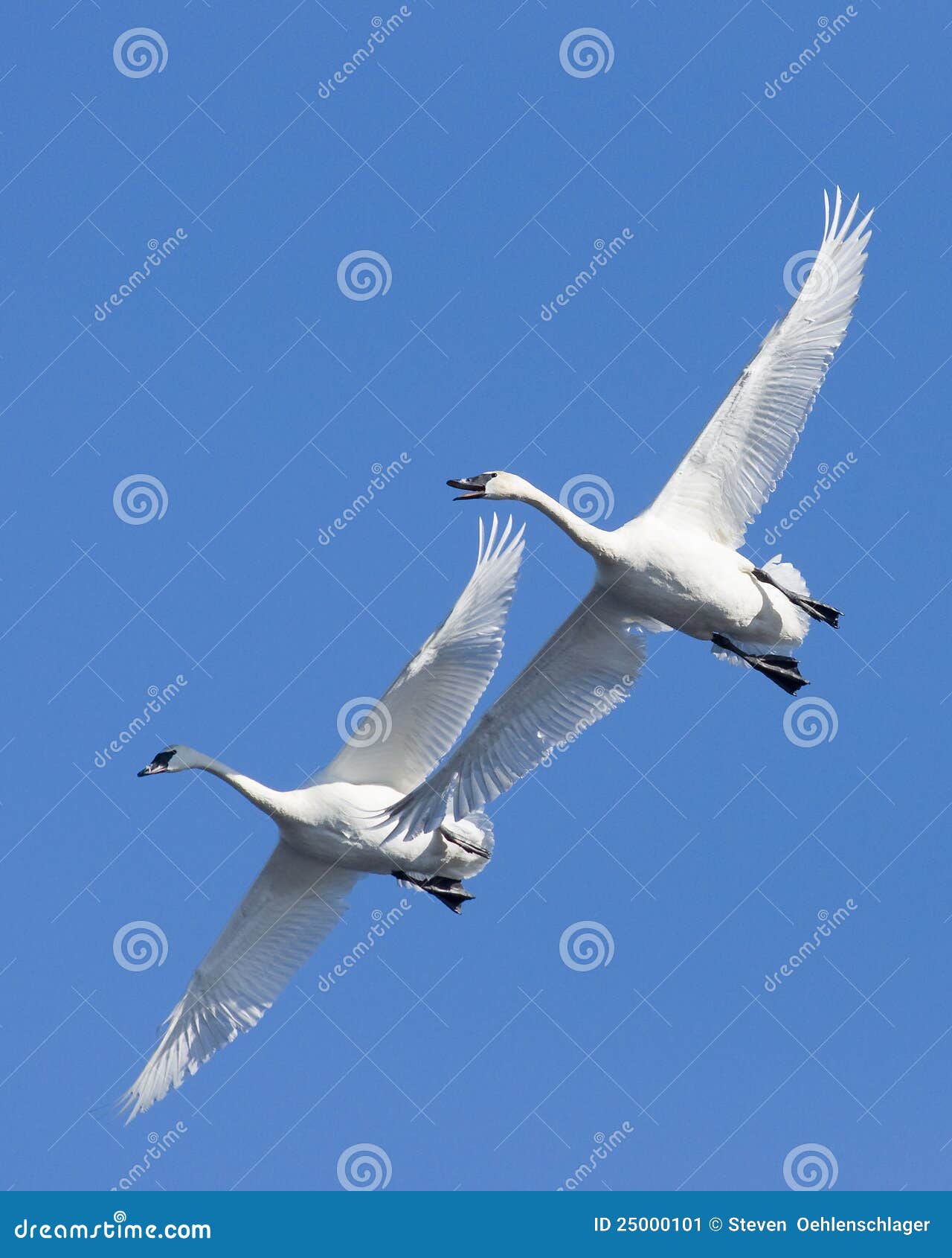 Flying Swans stock image. Image of flying, birds, swan - 25000101