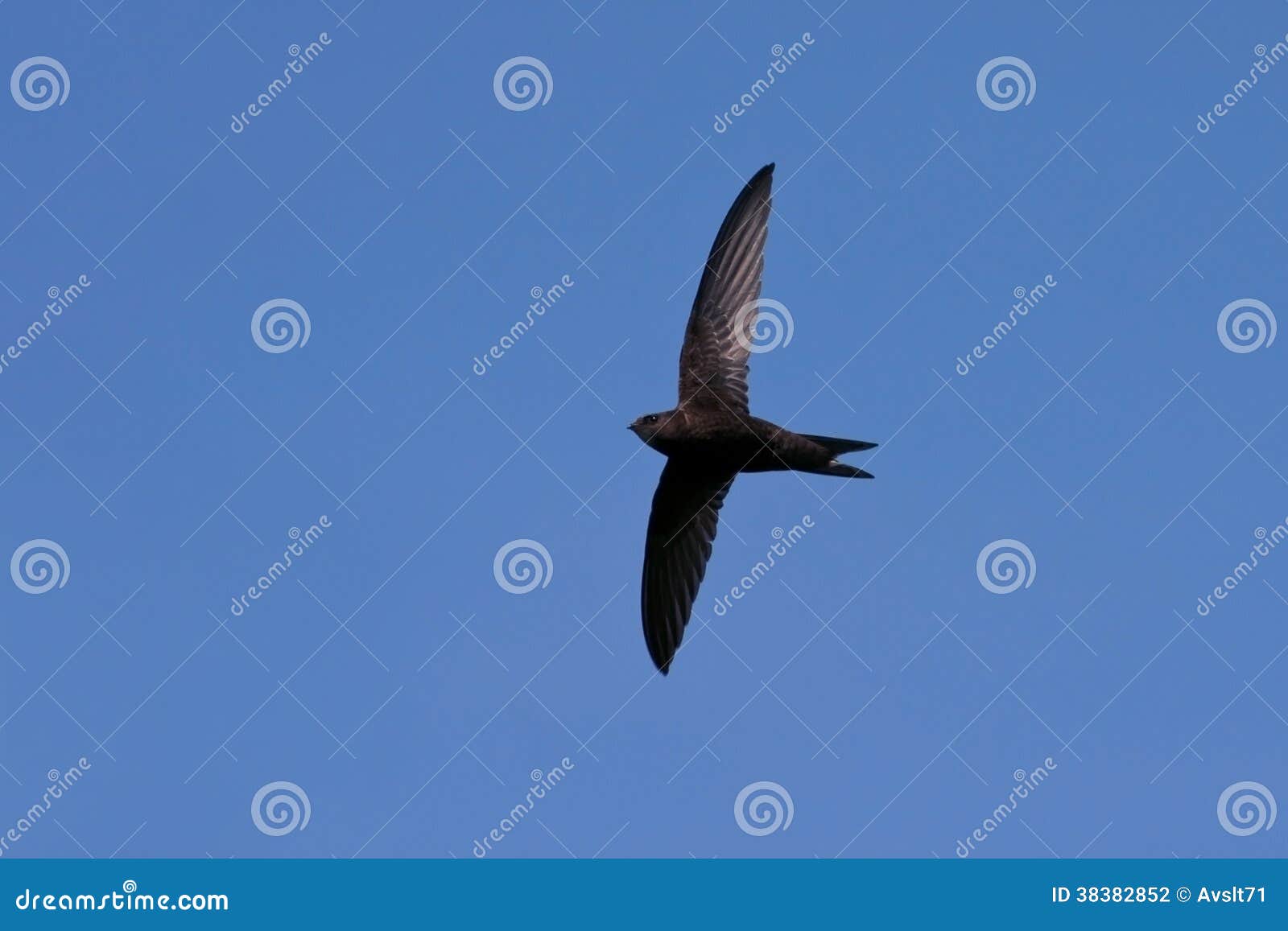 Flying swift stock photo. Image of common, impetuous - 38382852