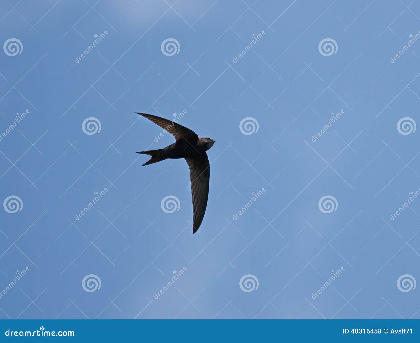 Flying swift stock photo. Image of beak, feathers, fast - 40316458
