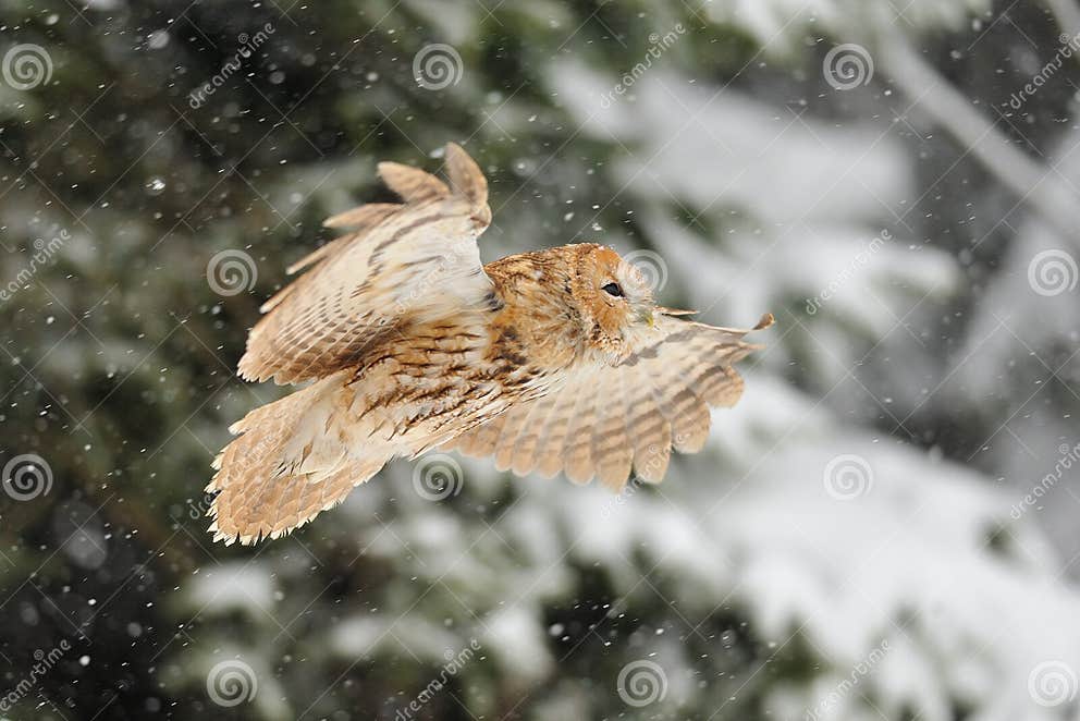 Flying tawny owl stock photo. Image of ornithology, brown - 27746824